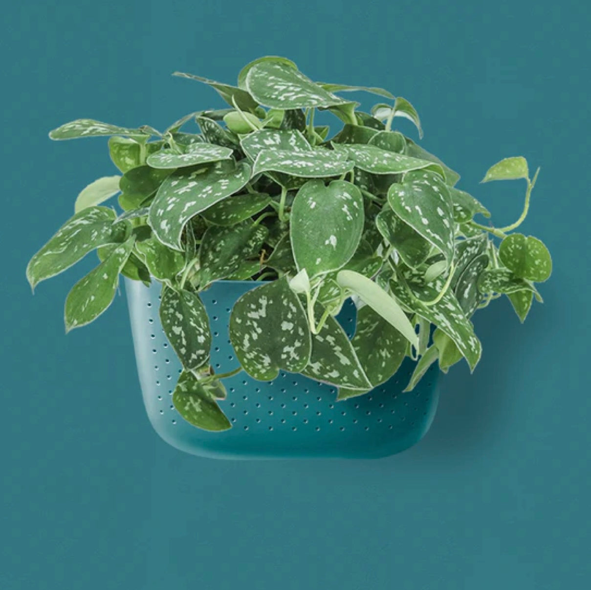 WallyGrow Eco Wall Planter - Teal – Urban Design House